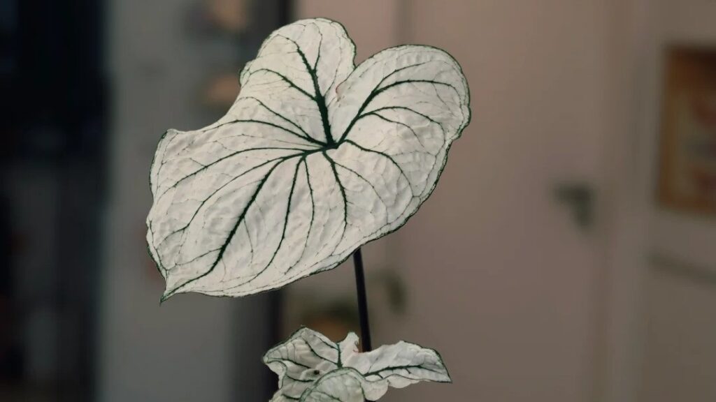 Caladium Varieties: A Practical Chart by Color, Leaf Shape, and Size